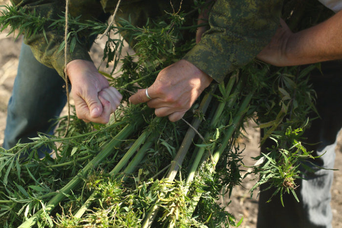 How to Identify Hemp Plant - Hemp Plants vs. Marijuana Plants
