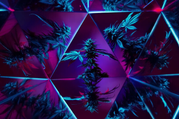 What are Weed Diamonds? - Dripp Extracts